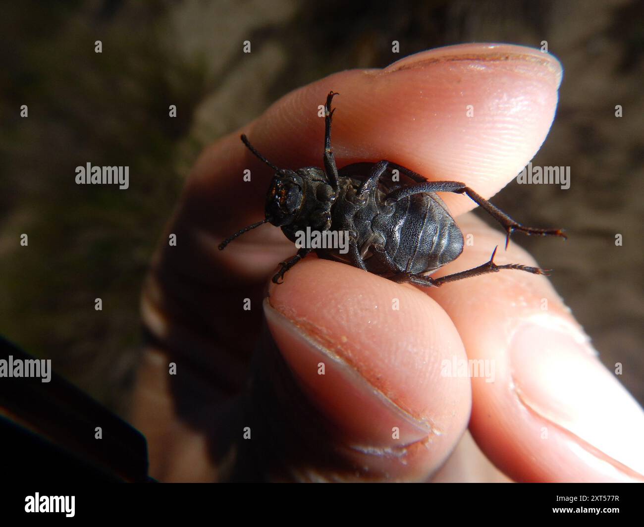(Pimelia muricata) Insecta Stock Photo - Alamy