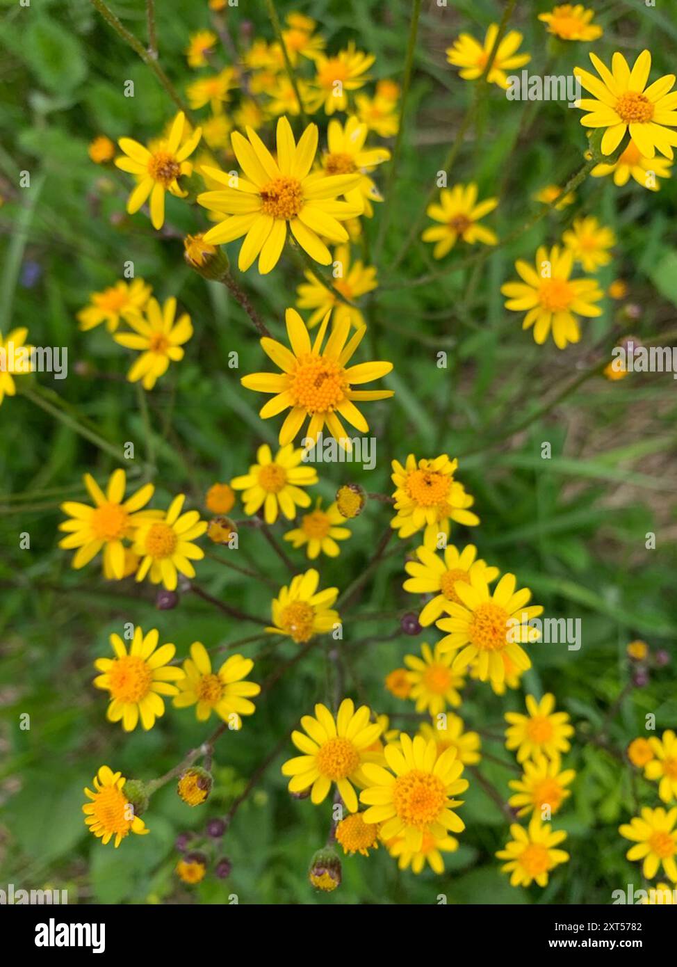 golden ragwort (Packera aurea) Plantae Stock Photo - Alamy