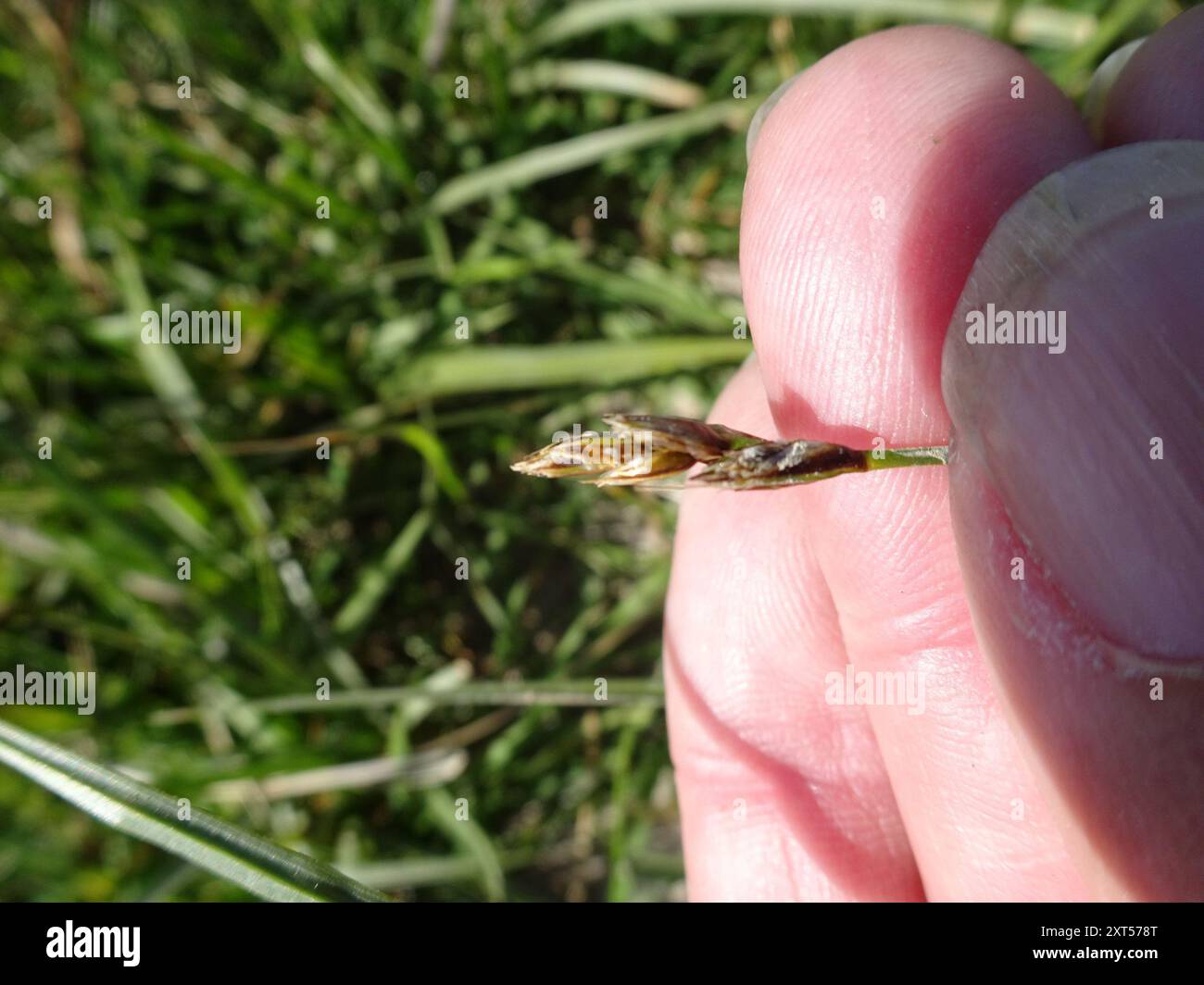 Divided Sedge (Carex divisa) Plantae Stock Photo - Alamy