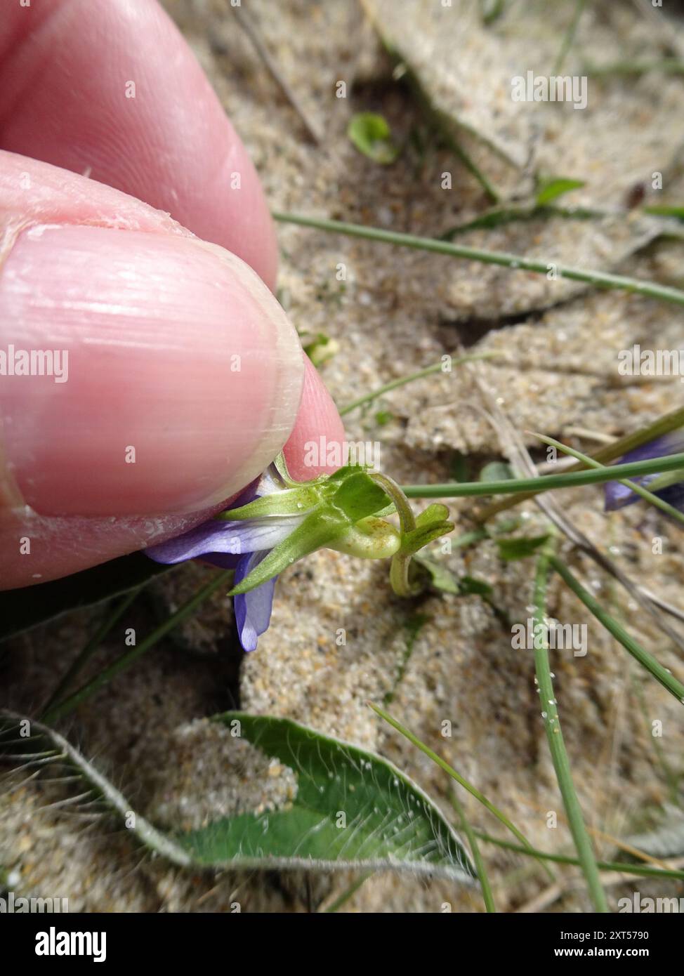 Heath Dog-Violet (Viola canina) Plantae Stock Photo - Alamy