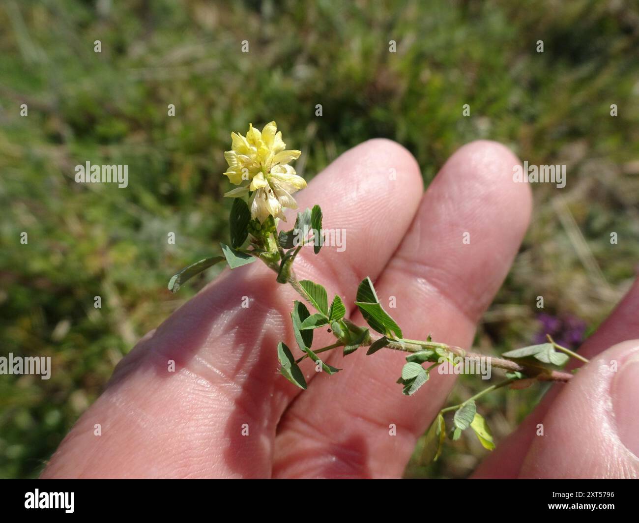 hop trefoil (Trifolium campestre) Plantae Stock Photo - Alamy