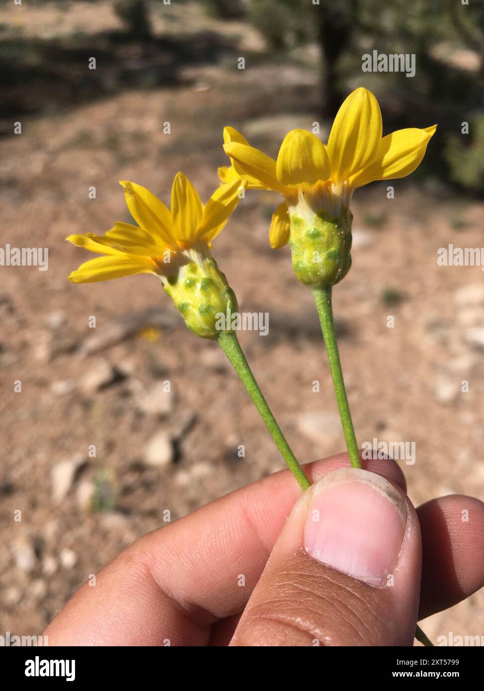 Skyline Goldenweed (Stenotus armerioides armerioides) Plantae Stock ...