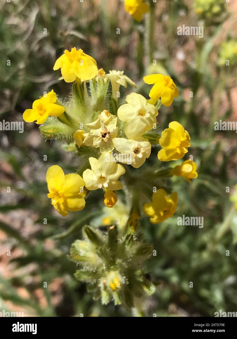 Brenda's Yellow Cryptantha (Oreocarya flava) Plantae Stock Photo - Alamy