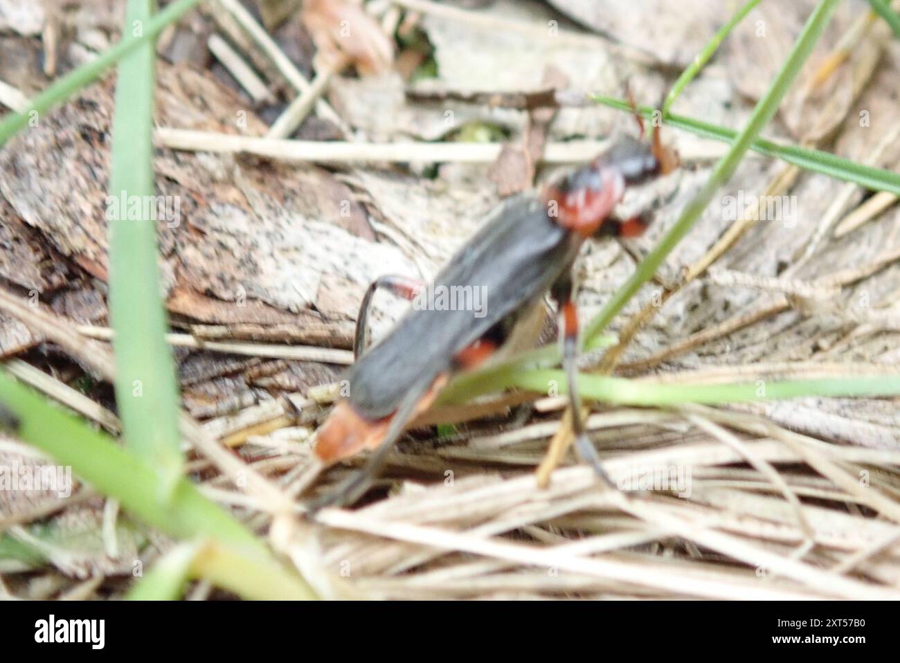 Rustic Sailor Beetle (Cantharis rustica) Insecta Stock Photo - Alamy