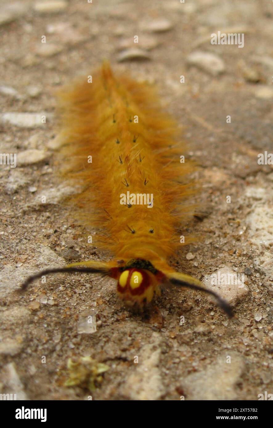 Owlet Moths and Allies (Noctuoidea) Insecta Stock Photo - Alamy