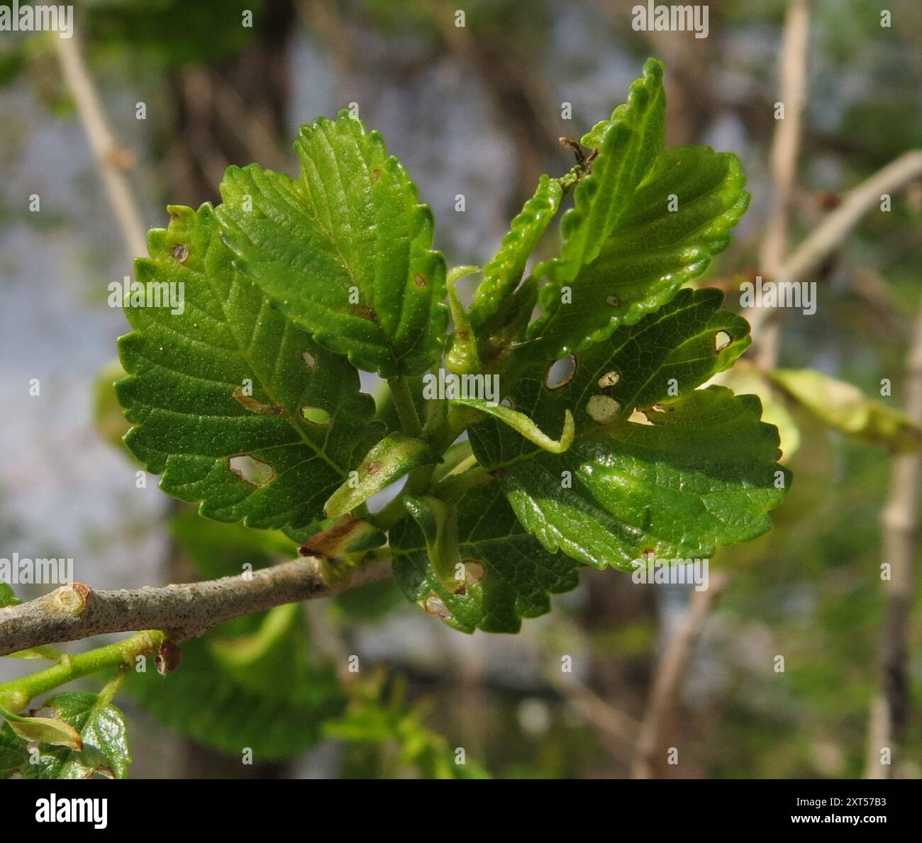 Siberian elm (Ulmus pumila) Plantae Stock Photo - Alamy
