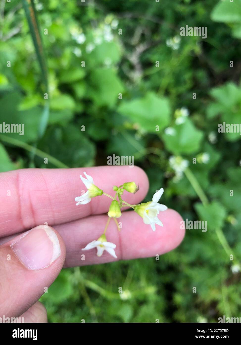 coastal manroot (Marah oregana) Plantae Stock Photo - Alamy