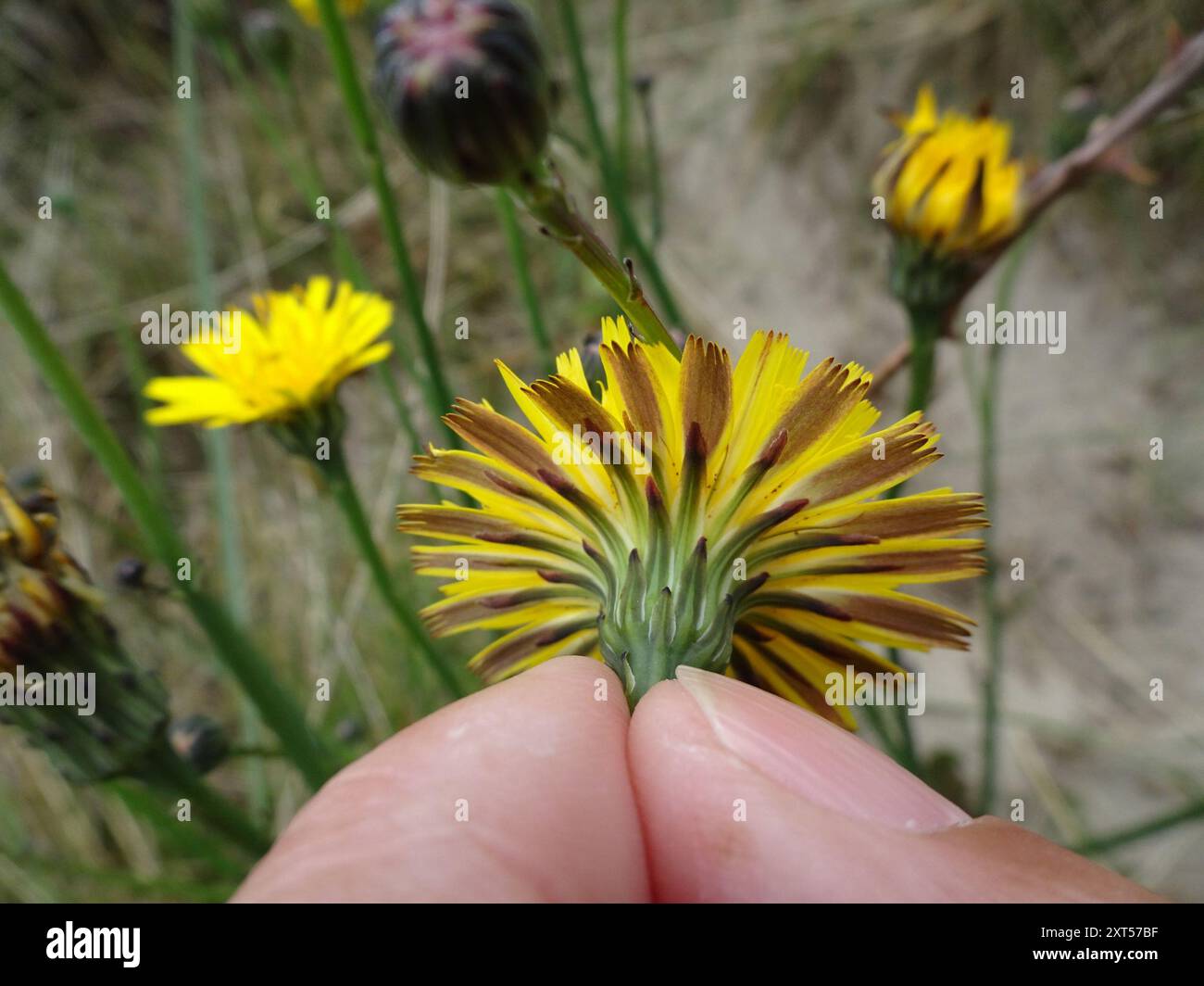 Autumn Hawkbit (Scorzoneroides autumnalis) Plantae Stock Photo - Alamy