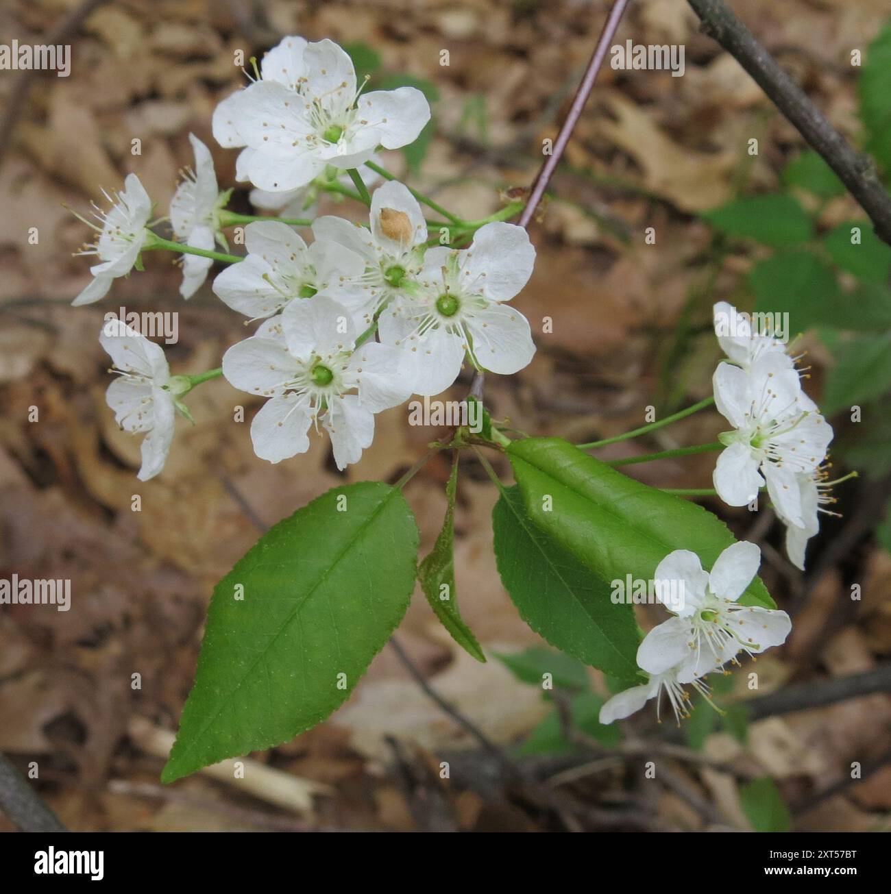 fire cherry (Prunus pensylvanica) Plantae Stock Photo - Alamy