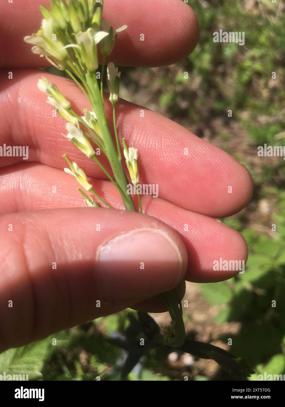 Tower Mustard (Turritis glabra) Plantae Stock Photo - Alamy
