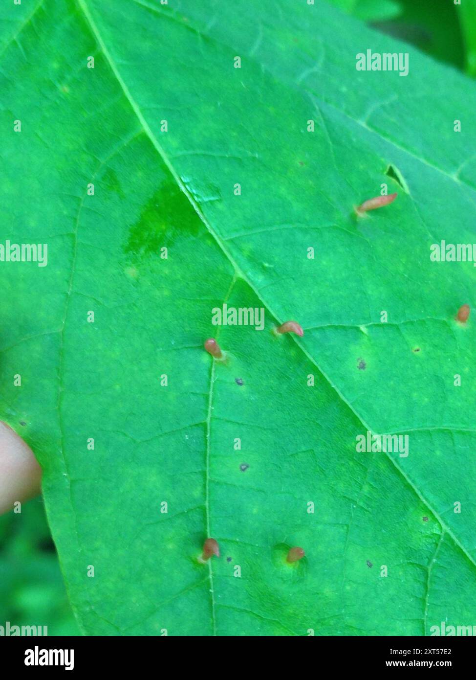 Maple Spindle Gall Mite (Vasates aceriscrumena) Arachnida Stock Photo ...