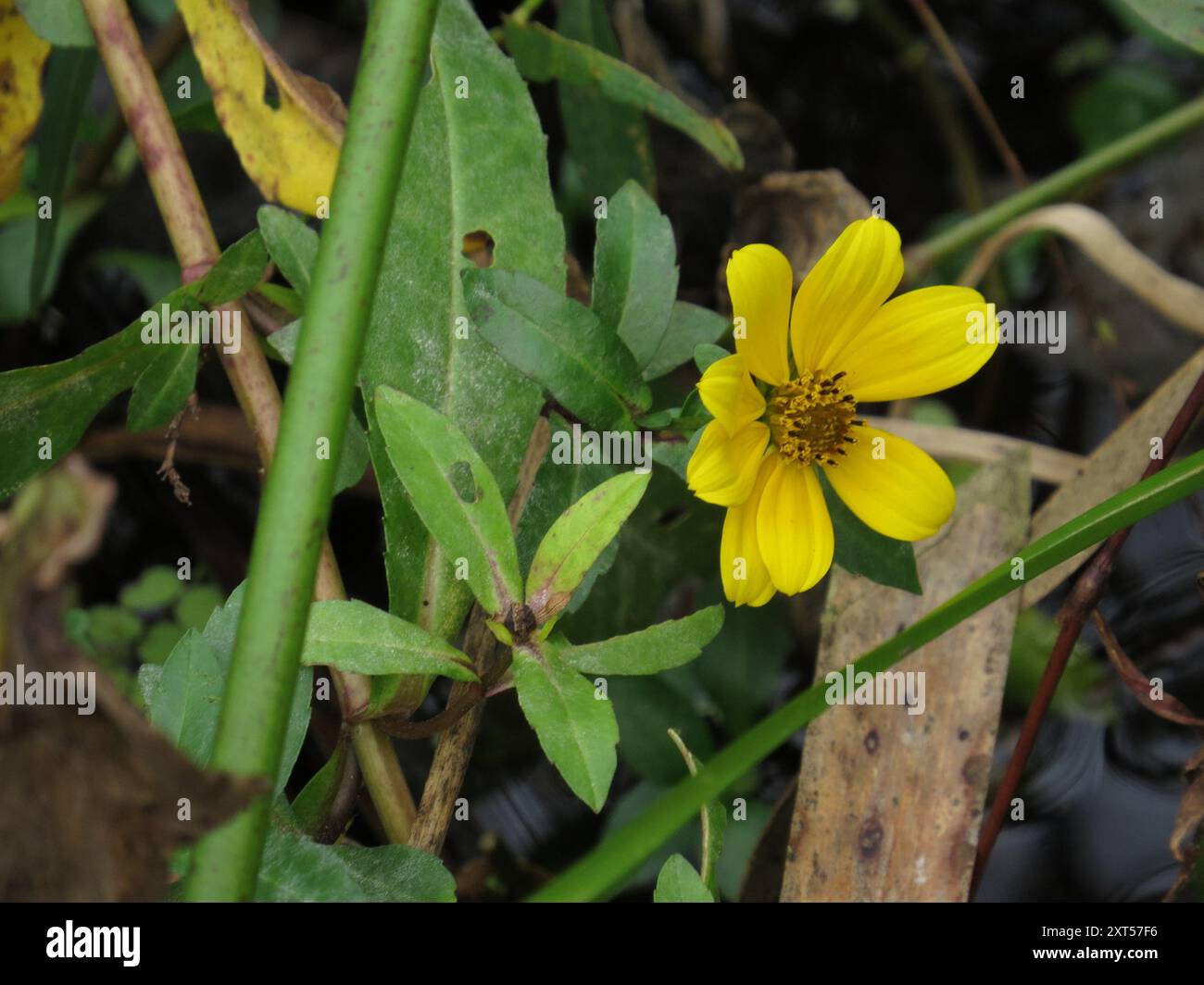 Smooth Beggarticks (Bidens laevis) Plantae Stock Photo - Alamy
