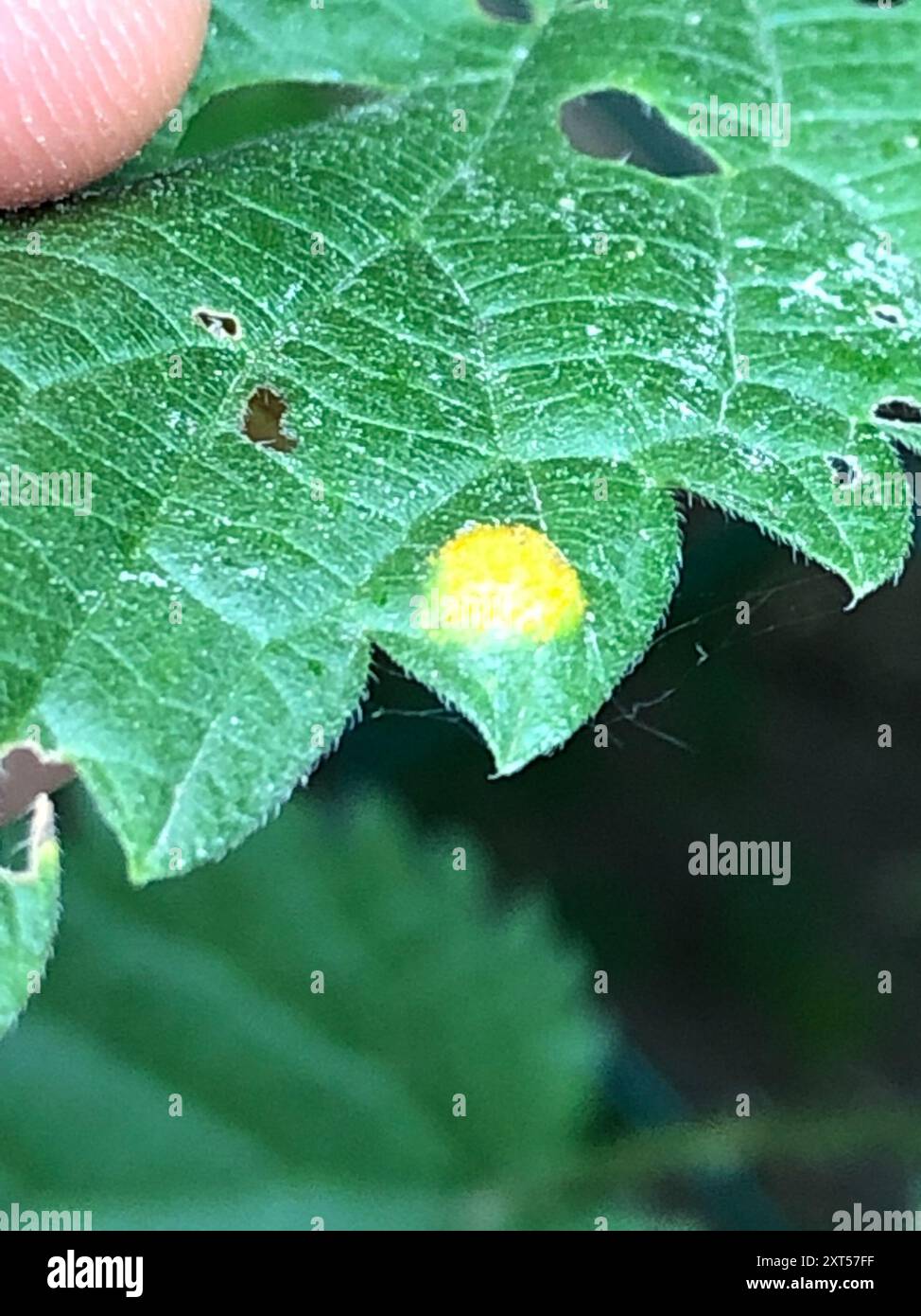 Nettle Clustercup Rust fungus (Puccinia urticata) Fungi Stock Photo - Alamy