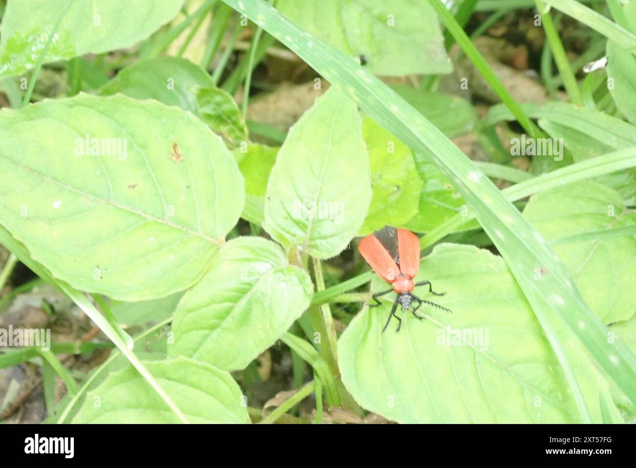 Black-headed Cardinal Beetle (Pyrochroa coccinea) Insecta Stock Photo ...