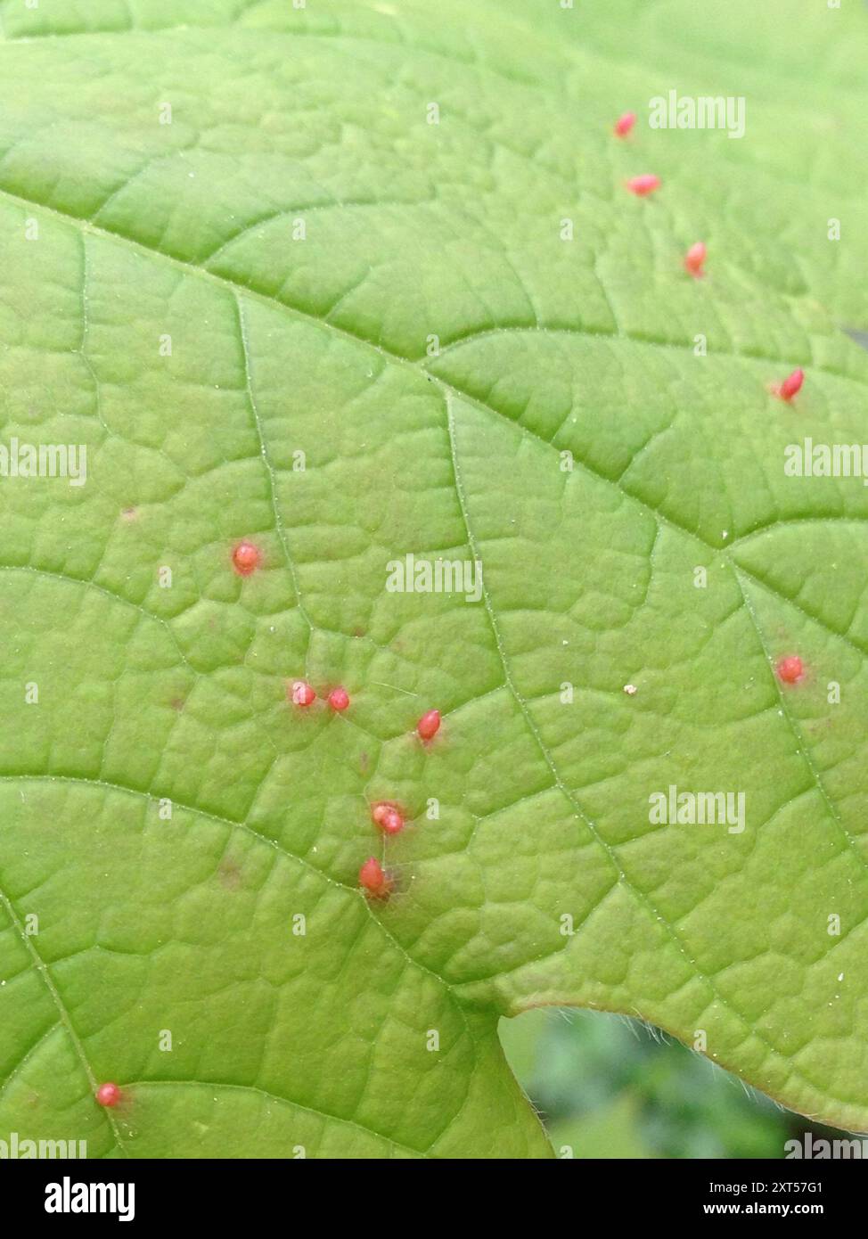 Maple Spindle Gall Mite (Vasates aceriscrumena) Arachnida Stock Photo ...