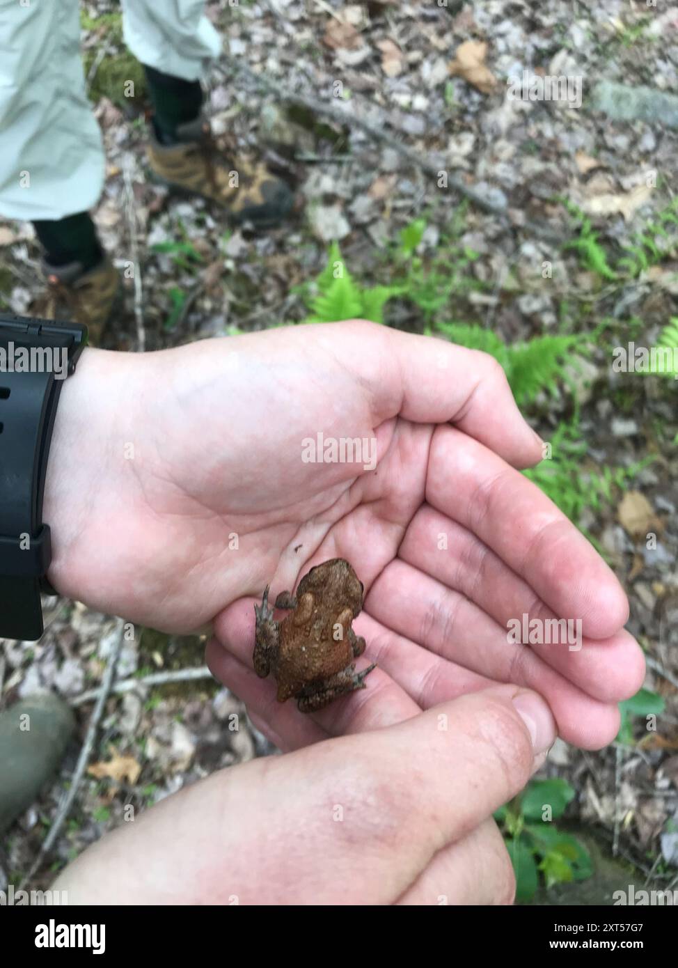 Eastern American Toad (Anaxyrus americanus americanus) Amphibia Stock ...