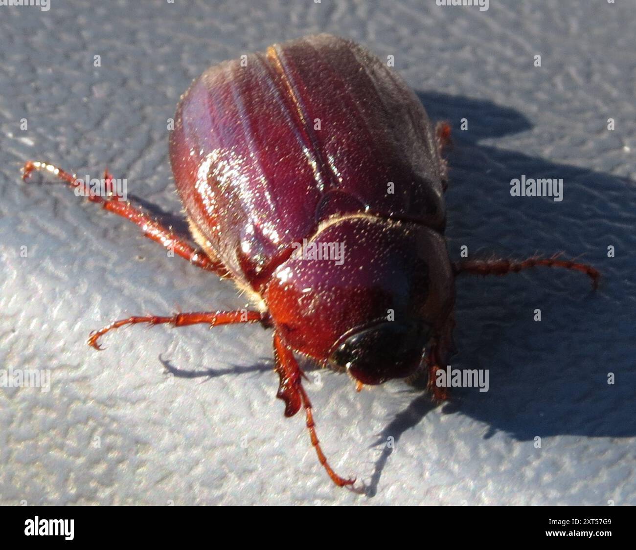 May Beetles (Phyllophaga) Insecta Stock Photo - Alamy