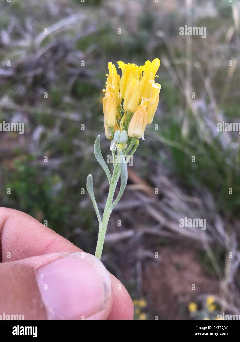 Double Bladderpod (Physaria acutifolia) Plantae Stock Photo - Alamy