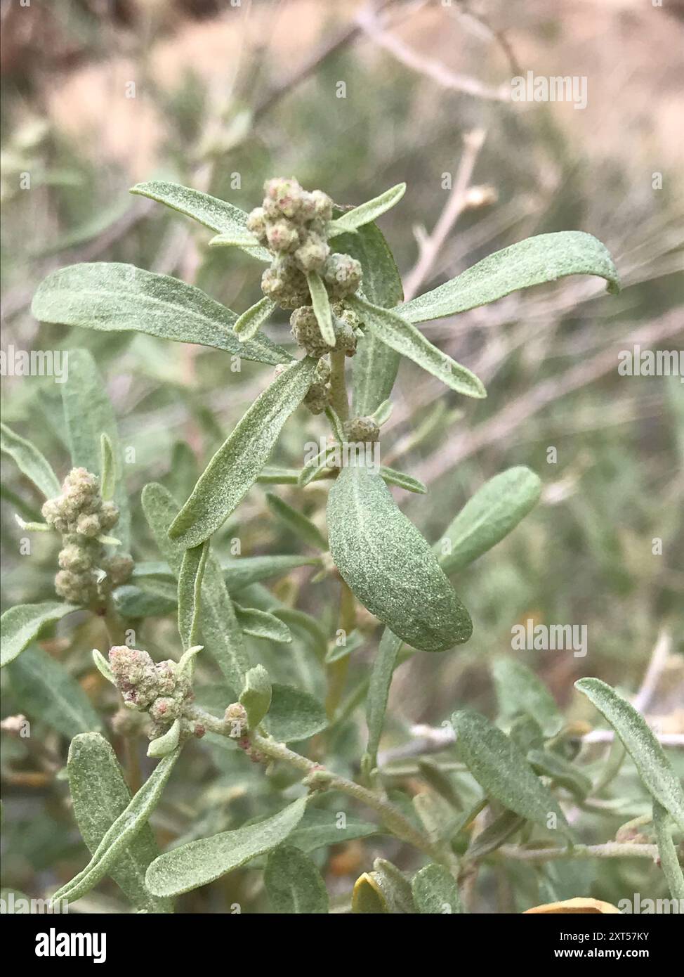 Fourwing Saltbush (Atriplex canescens) Plantae Stock Photo - Alamy