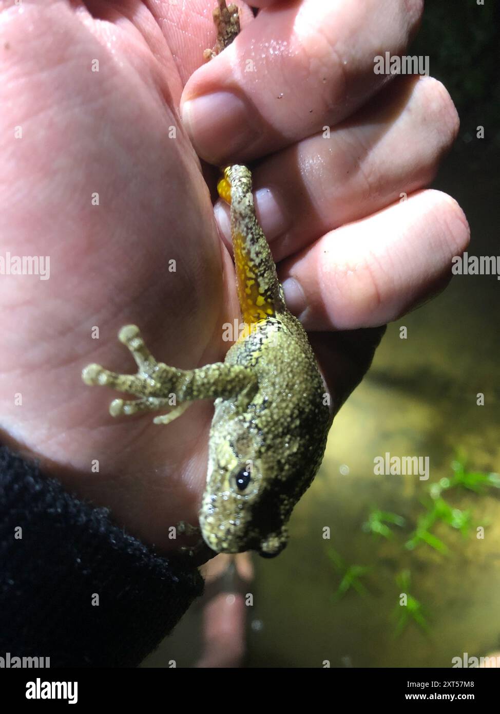 Cope's Gray Treefrog (Hyla chrysoscelis) Amphibia Stock Photo - Alamy