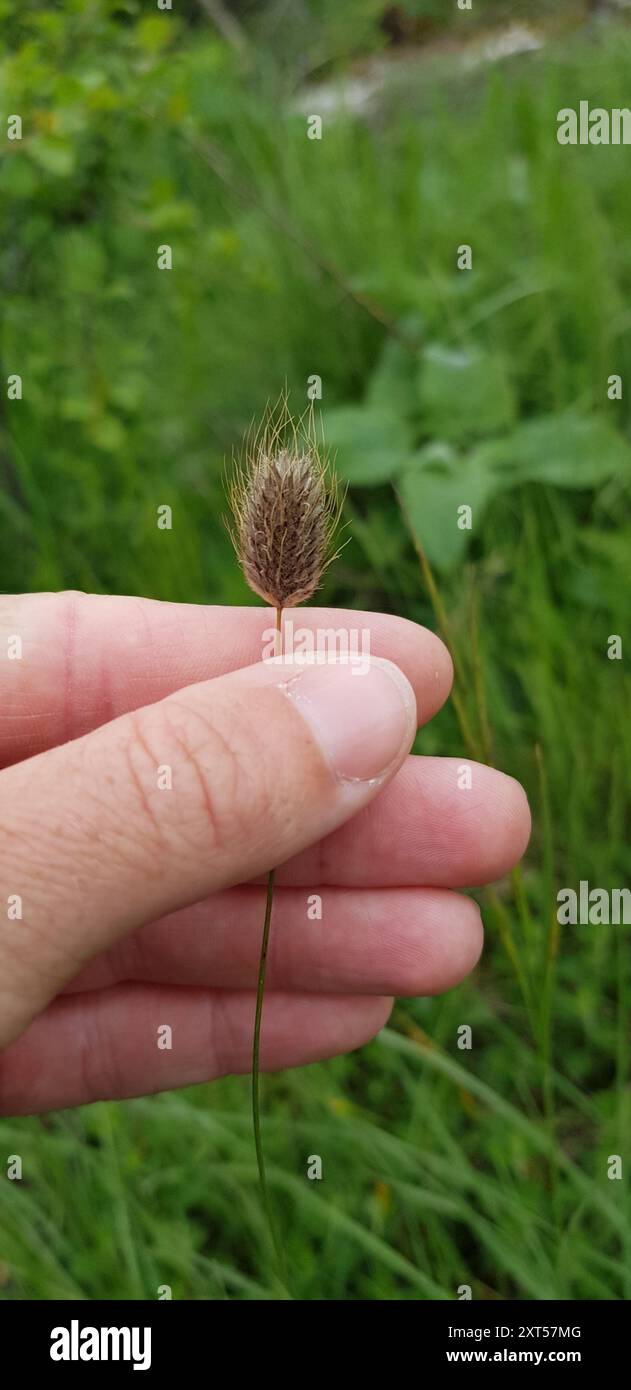 Vaginatus hi-res stock photography and images - Alamy