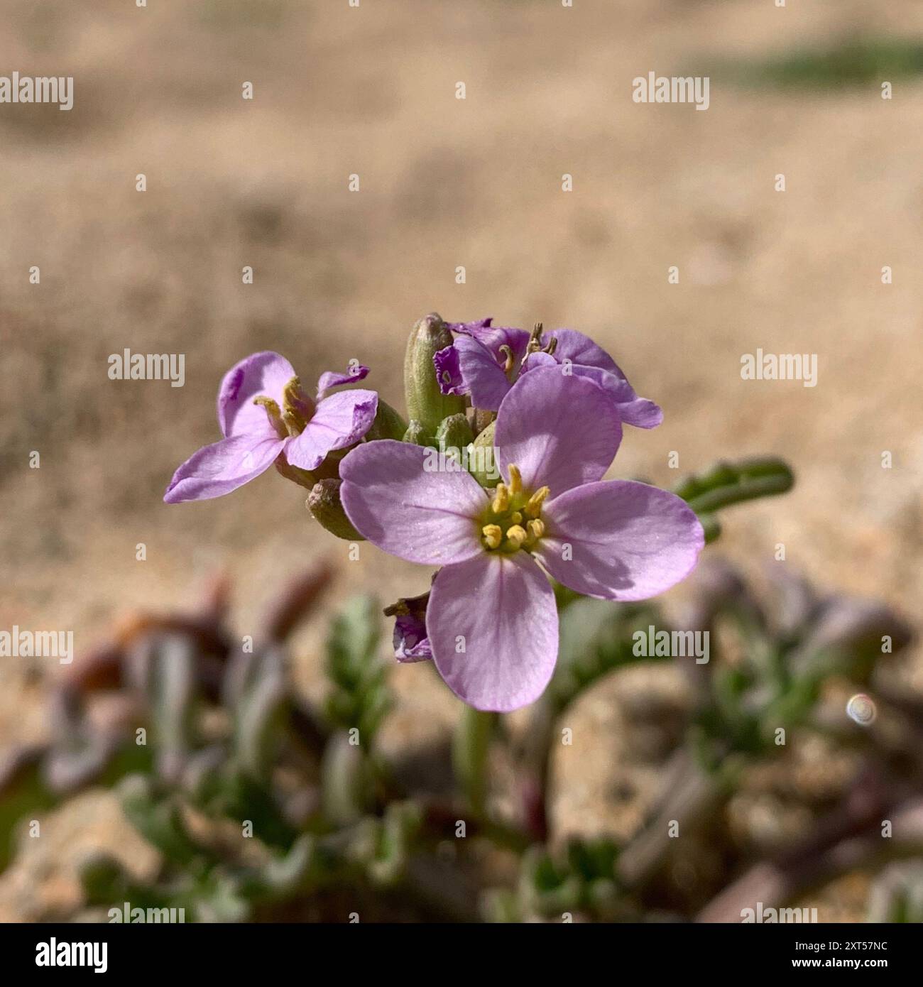 European Searocket (Cakile maritima) Plantae Stock Photo - Alamy