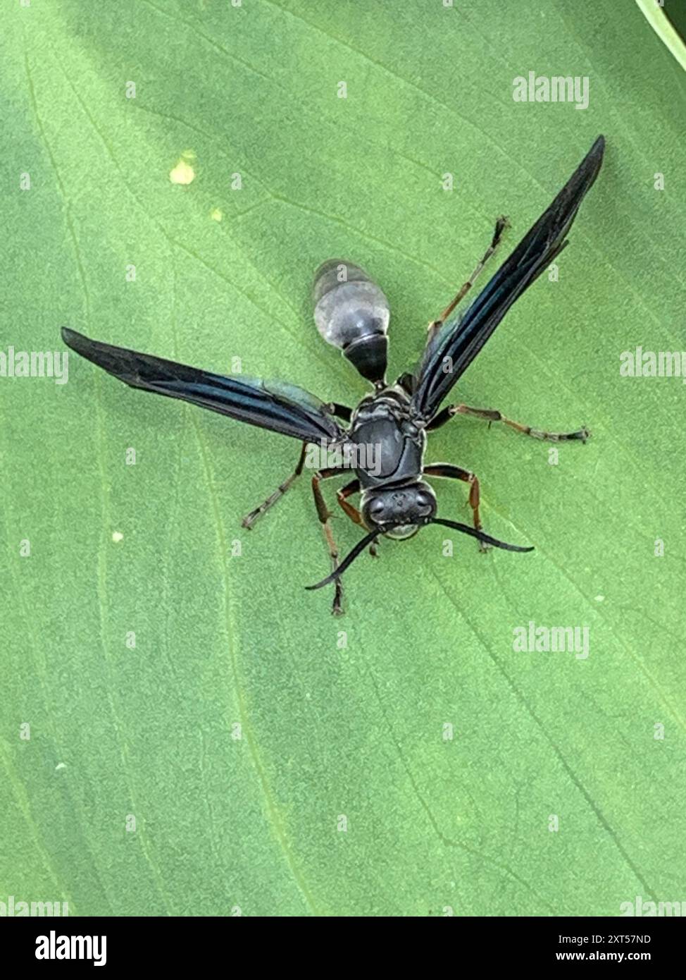 Paper Wasps (Polistinae) Insecta Stock Photo - Alamy