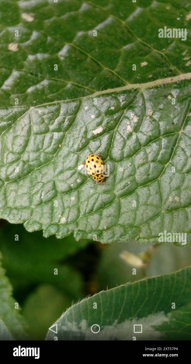 22-spot Ladybird (Psyllobora vigintiduopunctata) Insecta Stock Photo ...