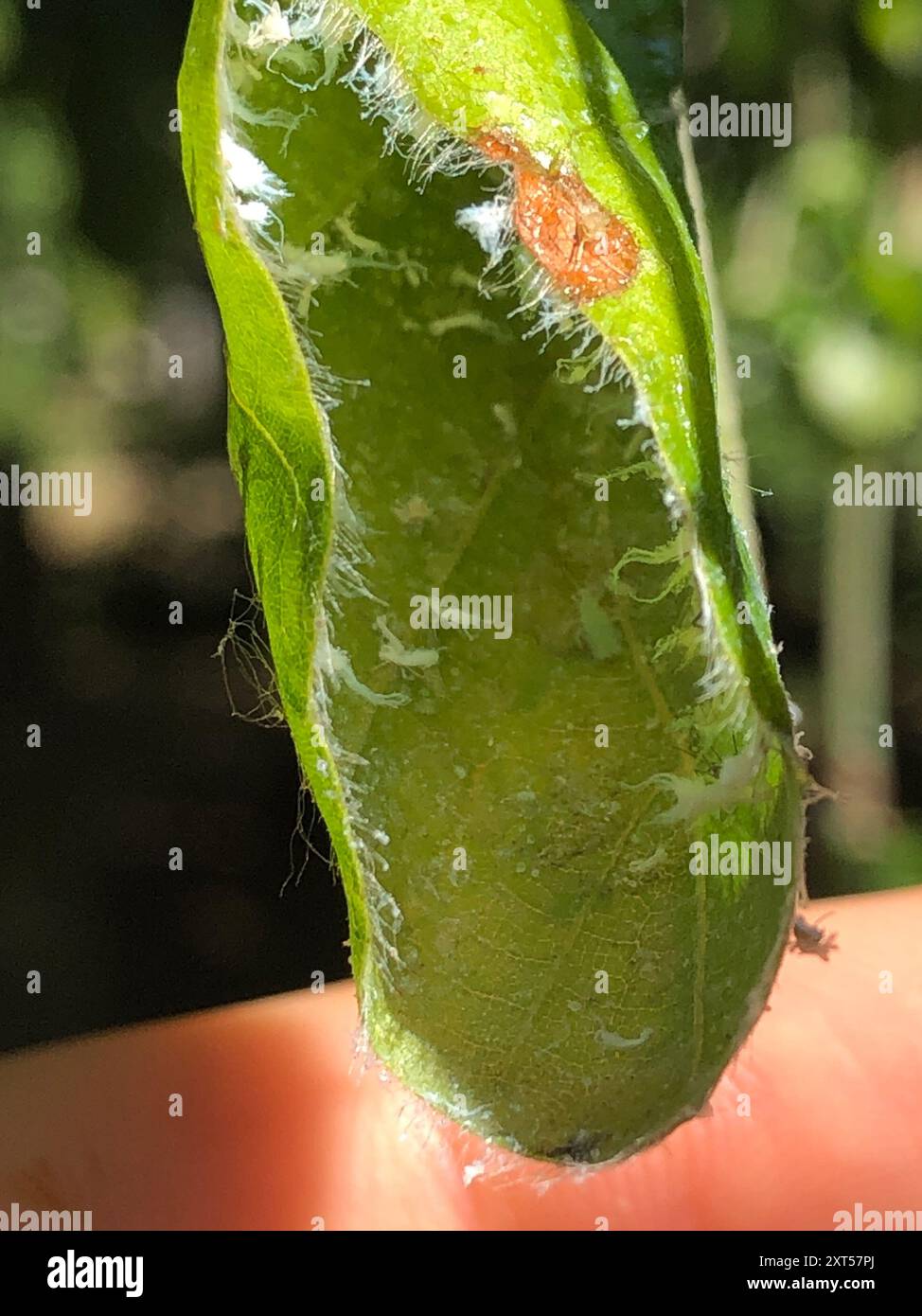 Aphids (Aphididae) Insecta Stock Photo - Alamy