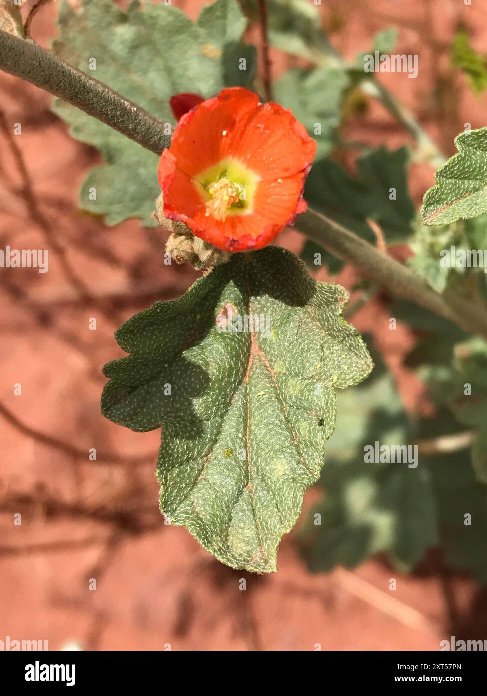 Small-leaf Globemallow (Sphaeralcea parvifolia) Plantae Stock Photo - Alamy