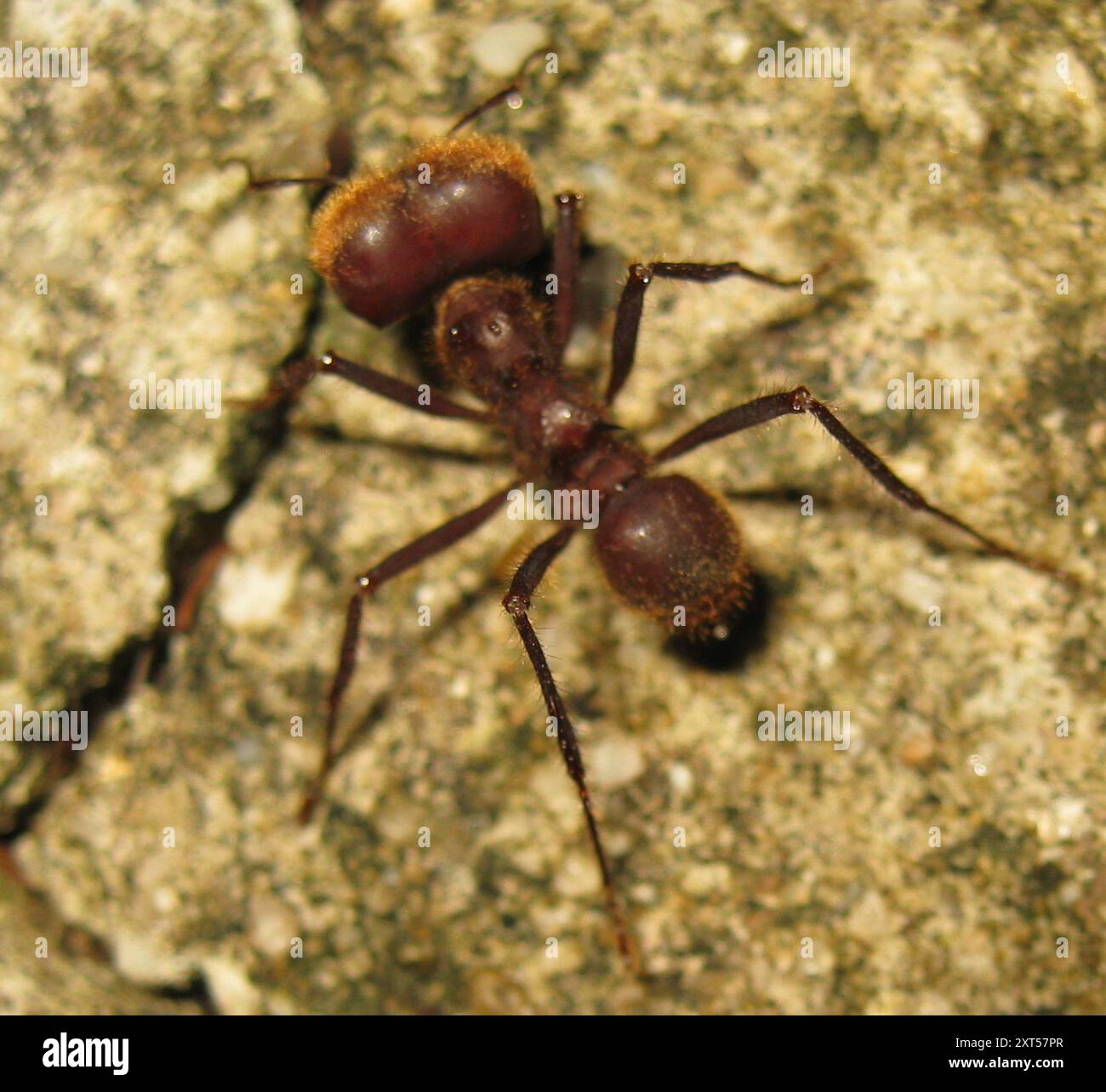 Hairy-headed leafcutter ant (Atta cephalotes) Insecta Stock Photo - Alamy