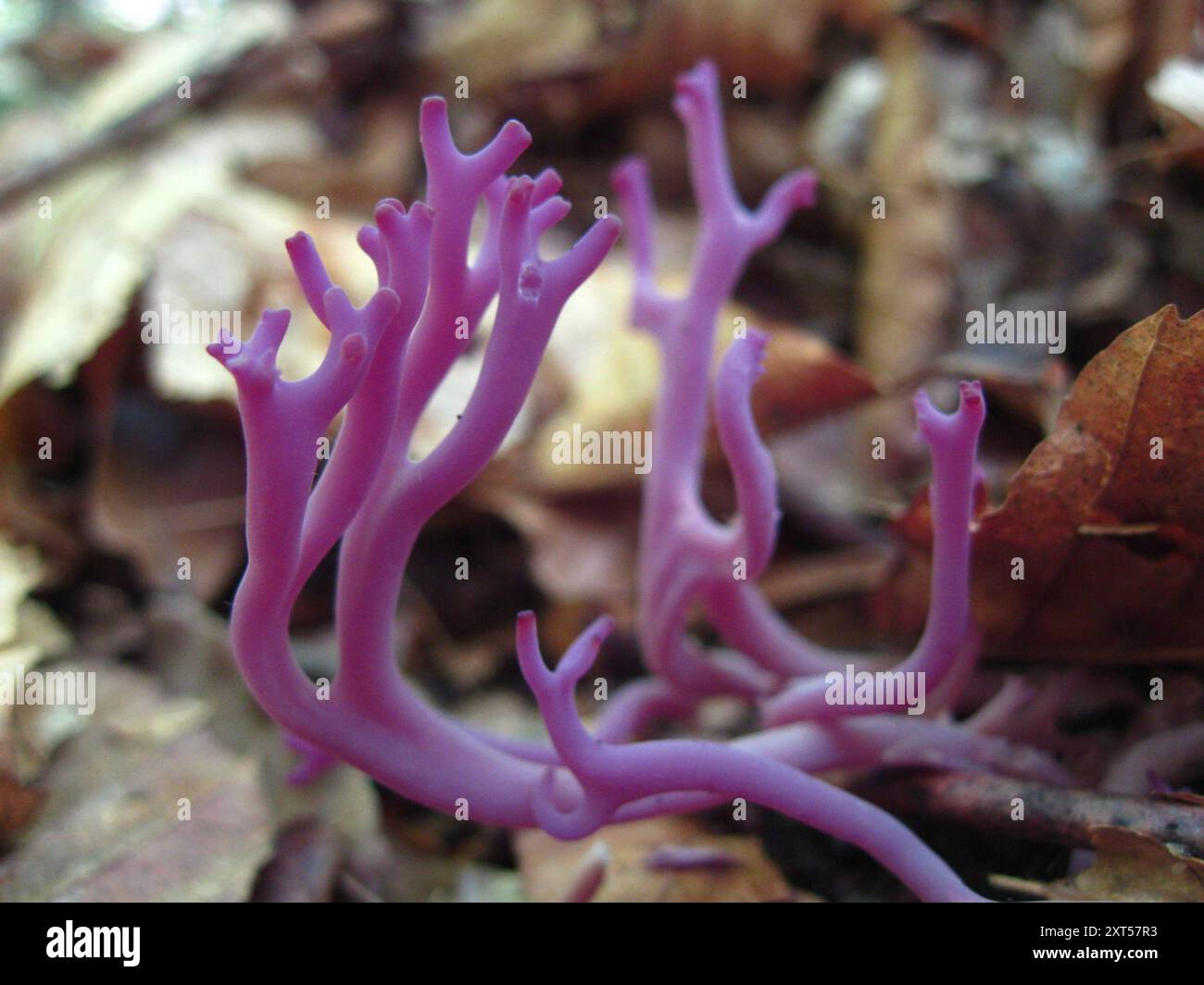 violet coral fungus (Clavaria zollingeri) Fungi Stock Photo - Alamy