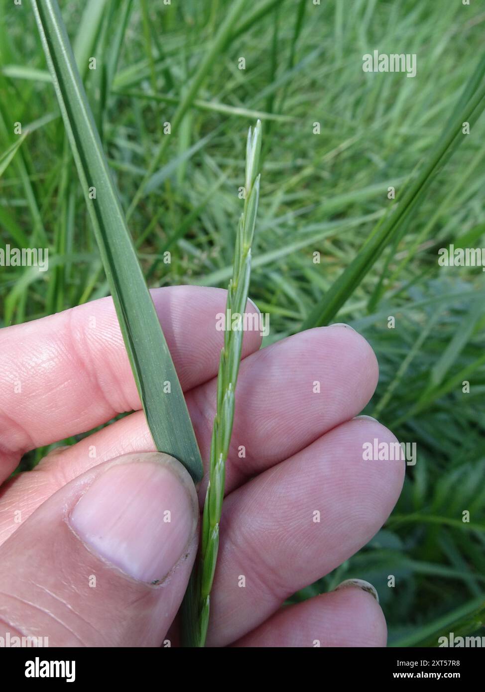 Quack Grass (Elymus repens) Plantae Stock Photo - Alamy