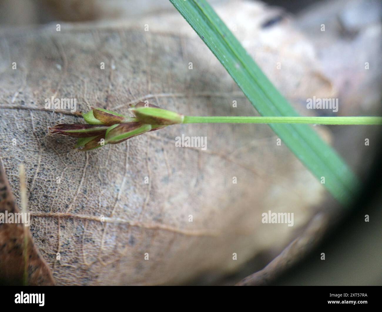 long-stalked sedge (Carex pedunculata) Plantae Stock Photo - Alamy