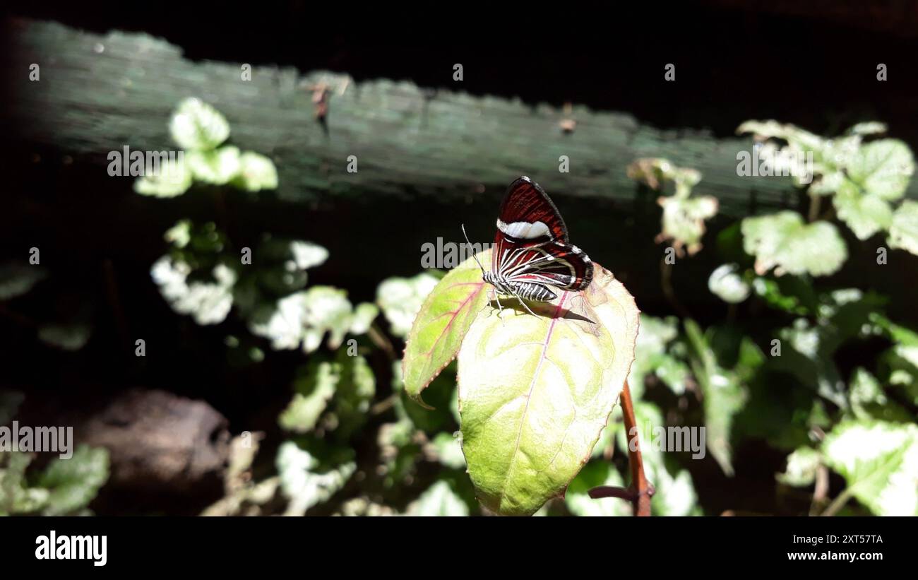 Erateina hi-res stock photography and images - Alamy