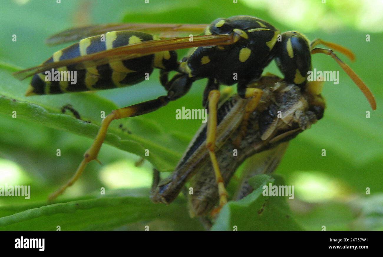 European Paper Wasp (Polistes dominula) Insecta Stock Photo - Alamy