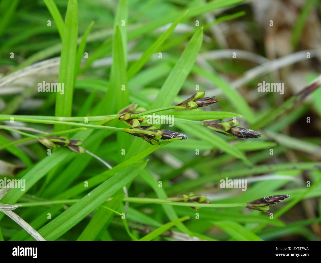 long-stalked sedge (Carex pedunculata) Plantae Stock Photo - Alamy