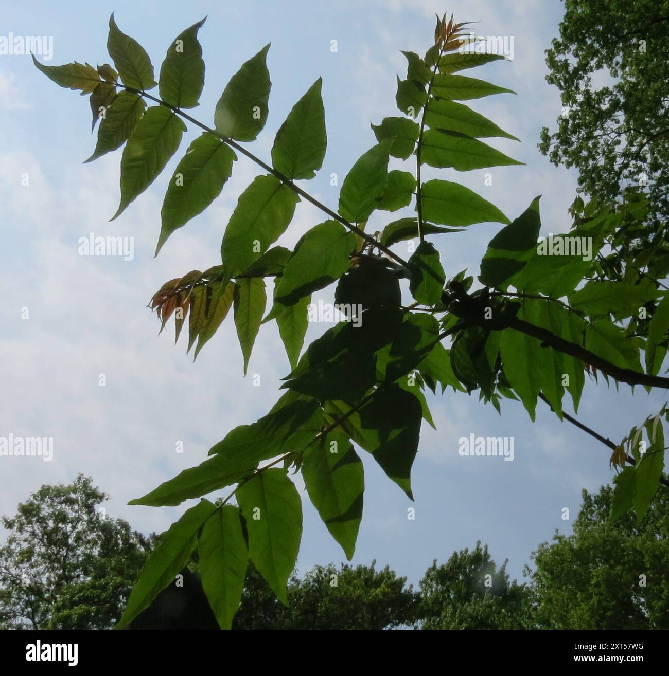 tree-of-heaven (Ailanthus altissima) Plantae Stock Photo - Alamy