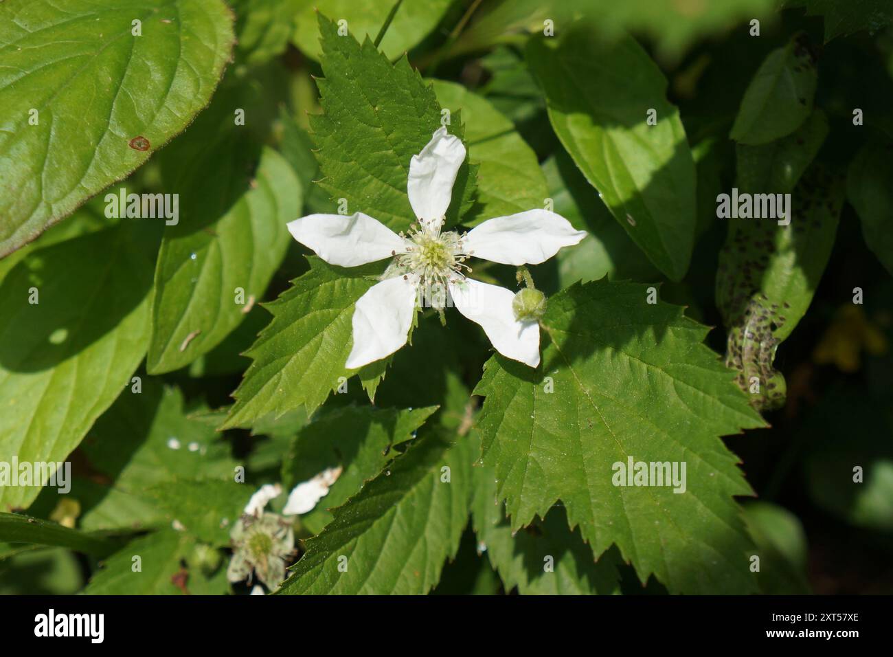 Common Dewberry (Rubus flagellaris) Plantae Stock Photo - Alamy