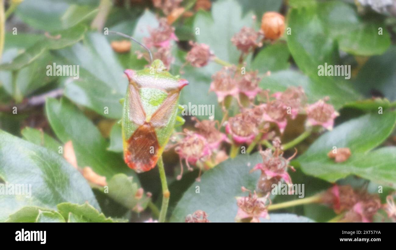 Hawthorn Shield Bug (Acanthosoma haemorrhoidale) Insecta Stock Photo ...