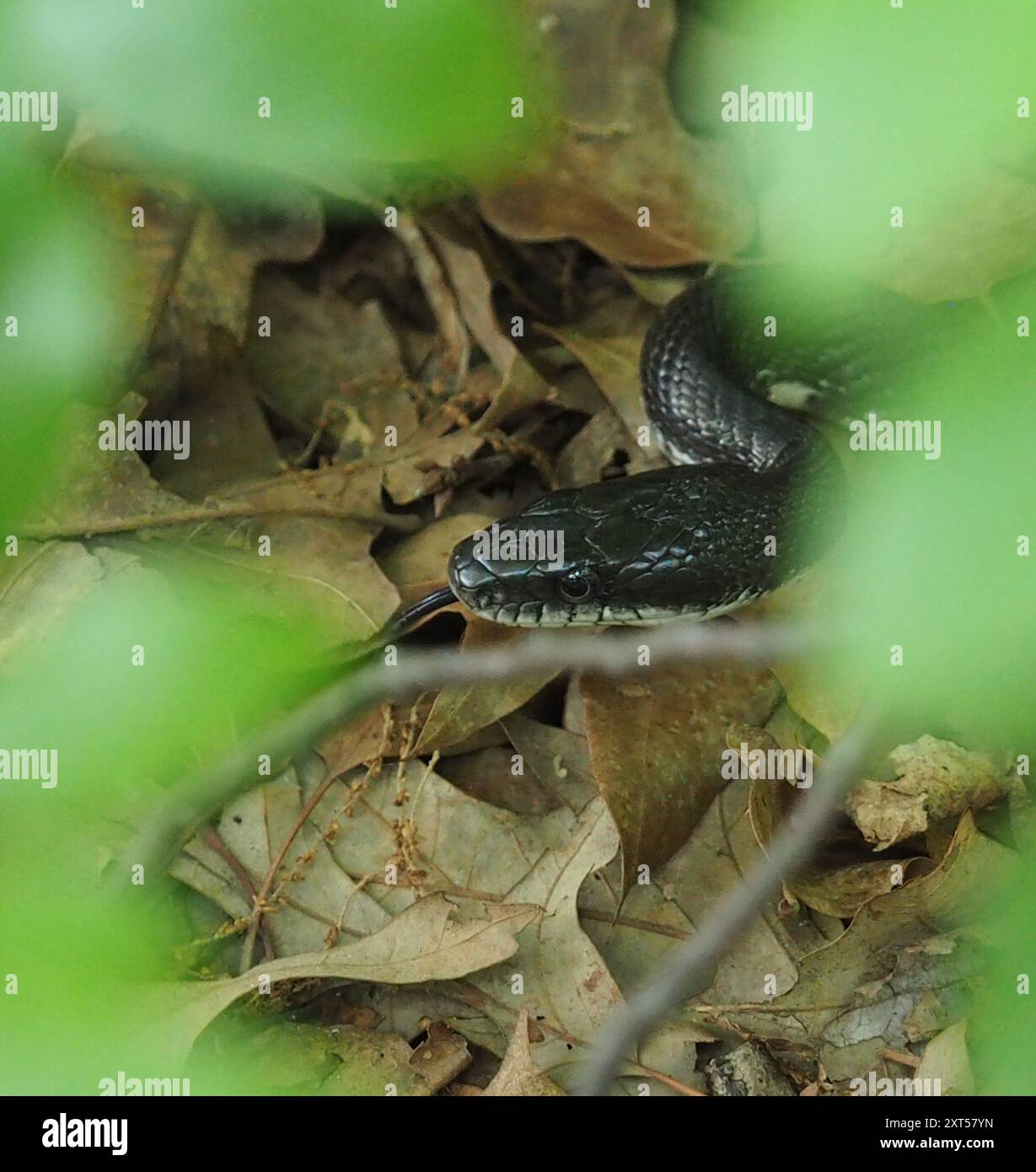 Eastern Ratsnake (Pantherophis alleghaniensis) Reptilia Stock Photo - Alamy