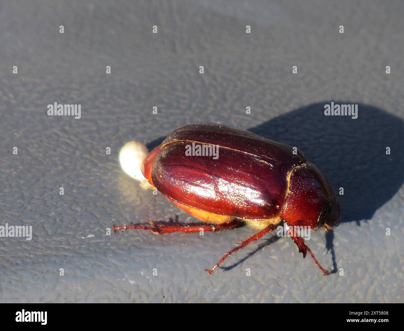 May Beetles (Phyllophaga) Insecta Stock Photo - Alamy