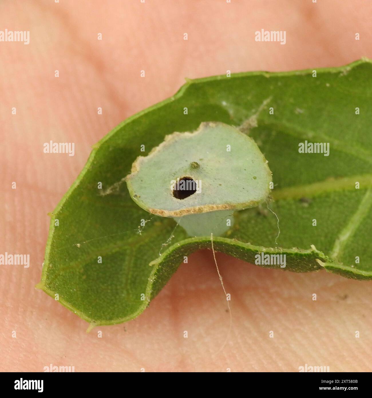 Insects (Insecta) Insecta Stock Photo - Alamy