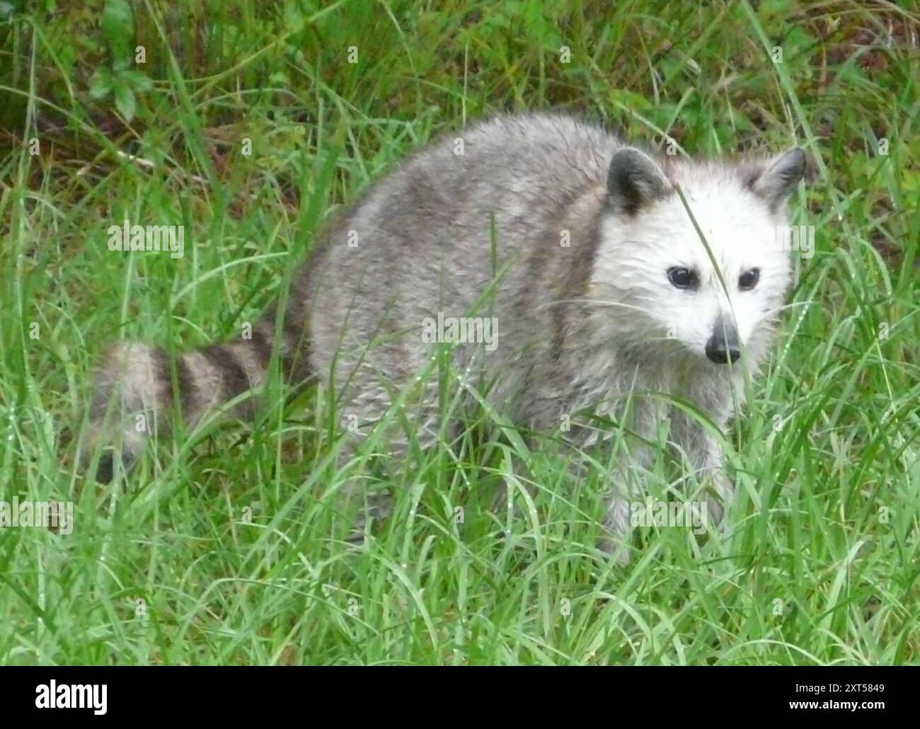 Common Raccoon (Procyon lotor) Mammalia Stock Photo - Alamy