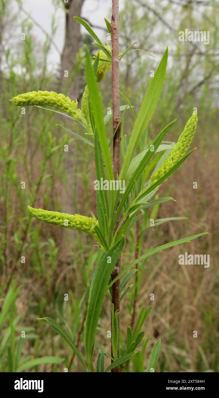 interior sandbar willow (Salix interior) Plantae Stock Photo - Alamy