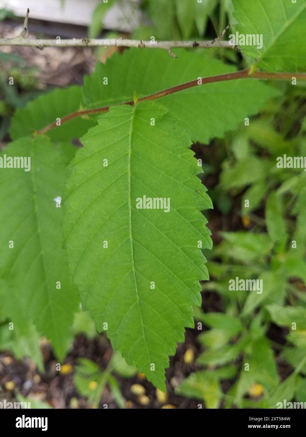 elm family (Ulmaceae) Plantae Stock Photo - Alamy