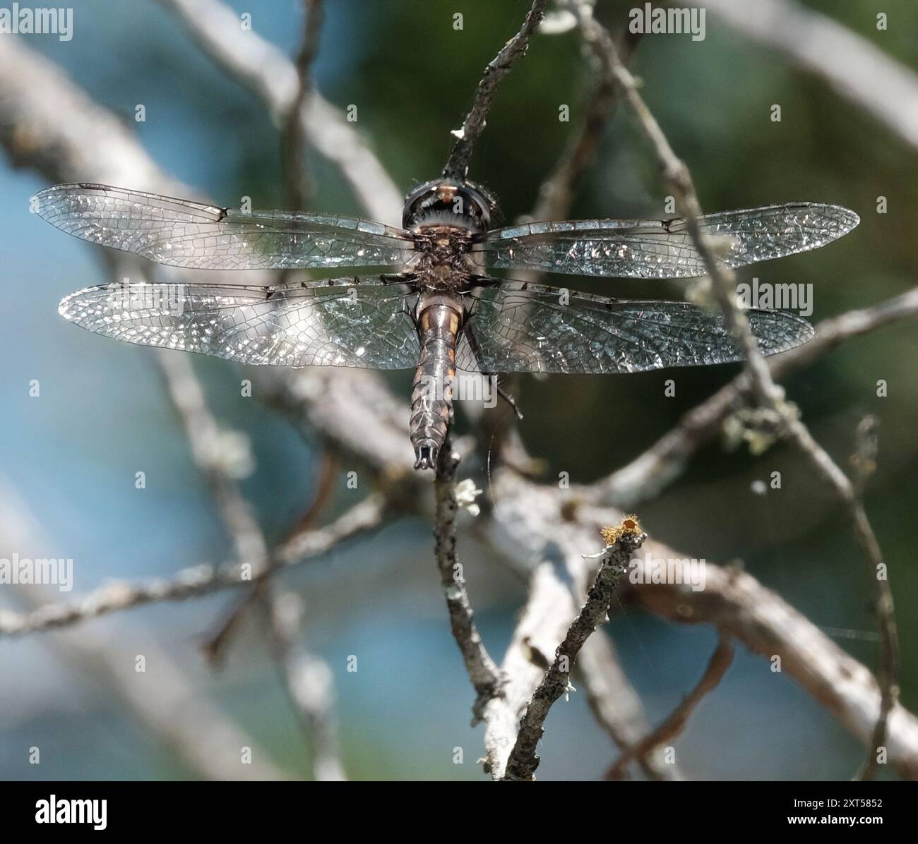 Dot-winged Baskettail (Epitheca petechialis) Insecta Stock Photo - Alamy