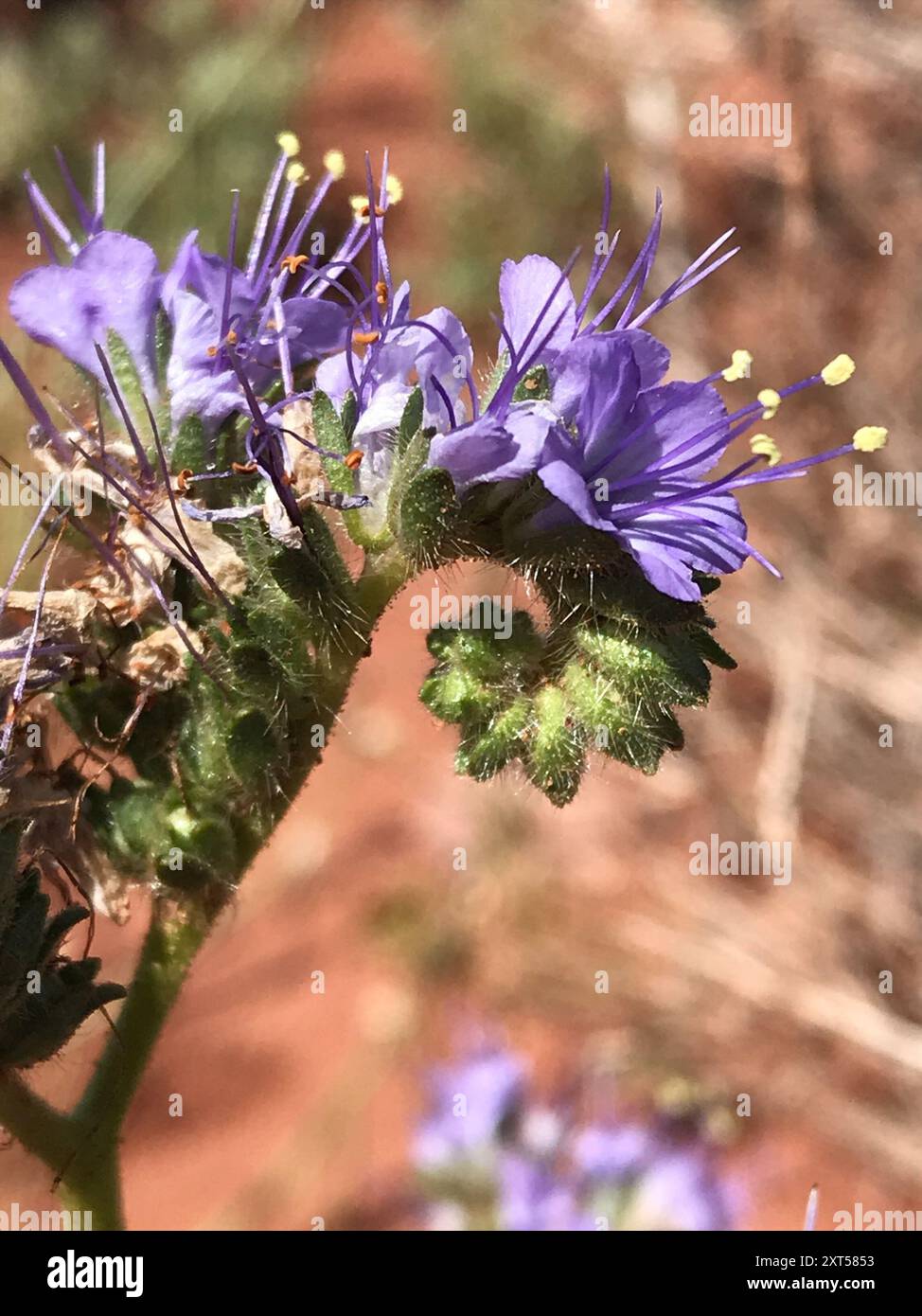 Notch-leaf Scorpionweed (Phacelia crenulata) Plantae Stock Photo - Alamy