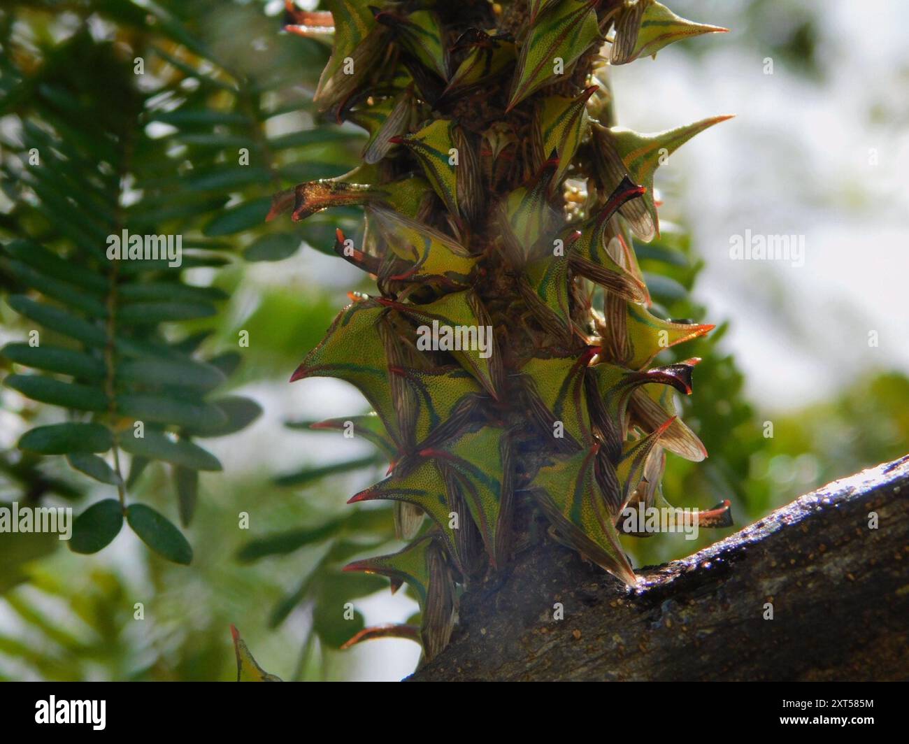 Thorn Treehopper (Umbonia crassicornis) Insecta Stock Photo - Alamy