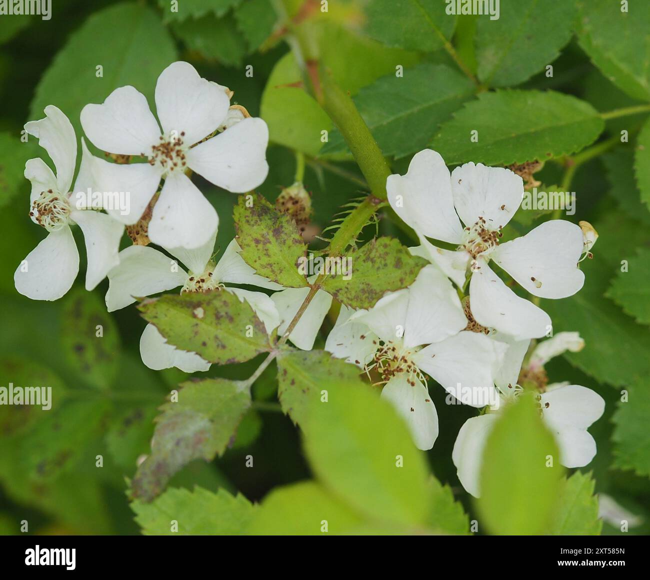 multiflora rose (Rosa multiflora) Plantae Stock Photo - Alamy